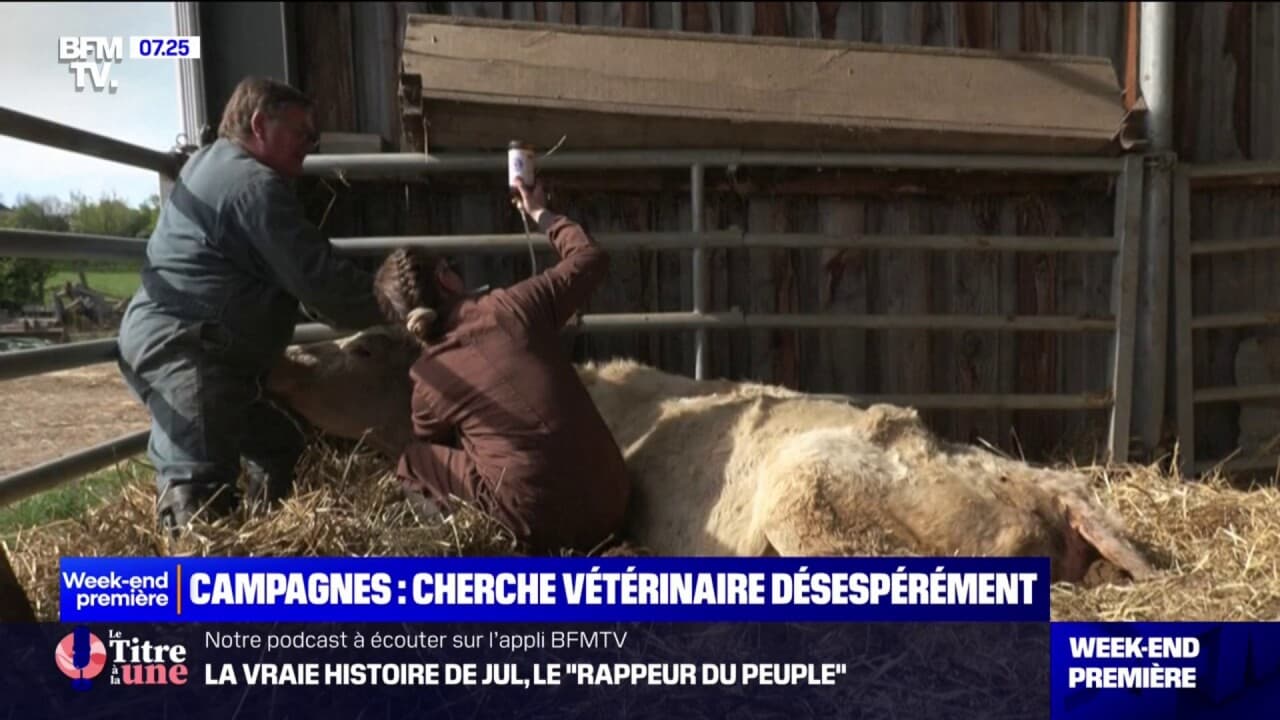Quand la recherche d'un vétérinaire tourne au casse-tête… Les animaux ...