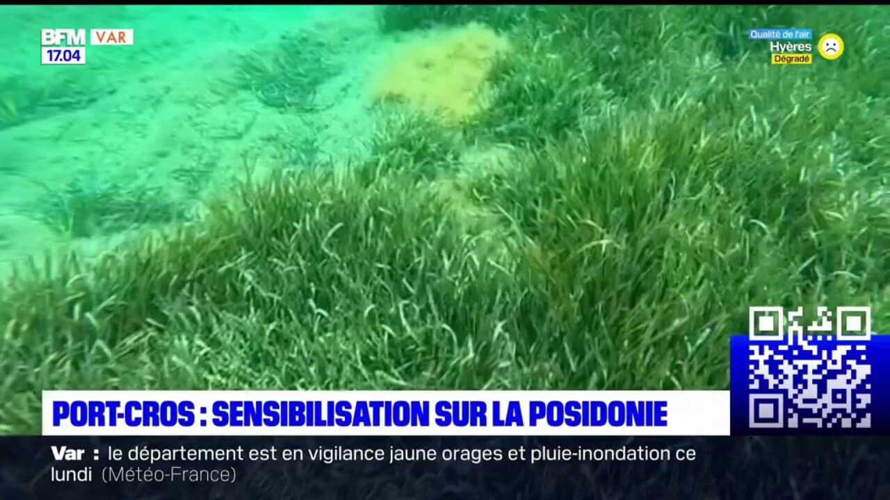 Port-Cros: l'association WWF sensibilise sur la posidonie