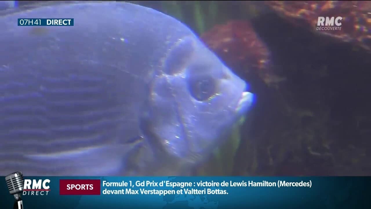 "En sortant de l'eau j’ai vu du sang qui coulait de mes jambes": mais ...