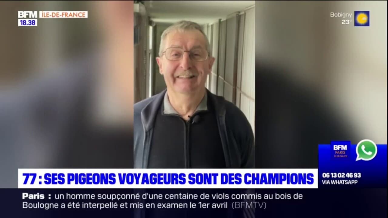 Seine-et-Marne: René, colombophile, élève des pigeons voyageurs depuis ...