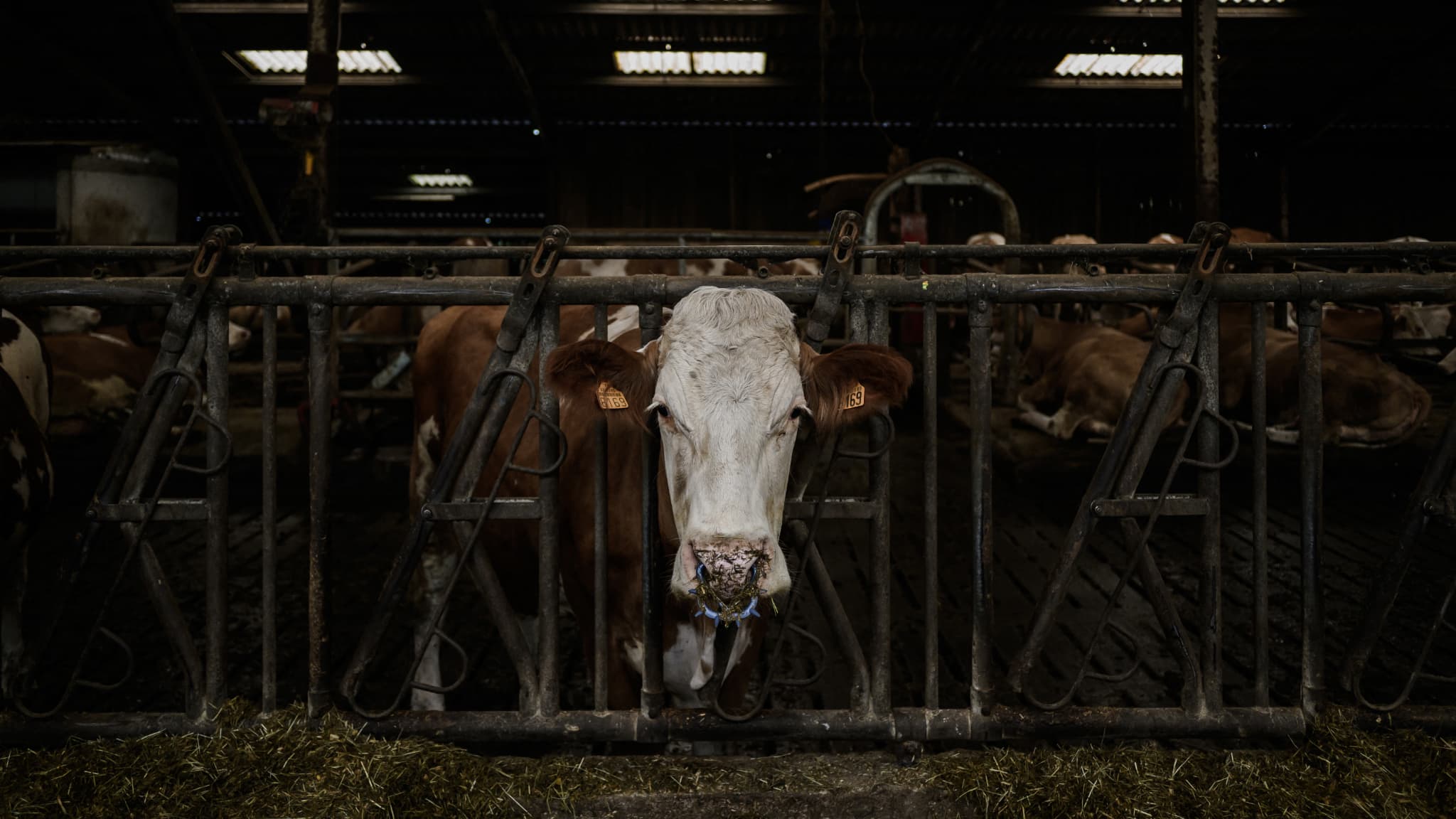 La France impatiente d'embarquer à nouveau des vaches pour l'Algérie