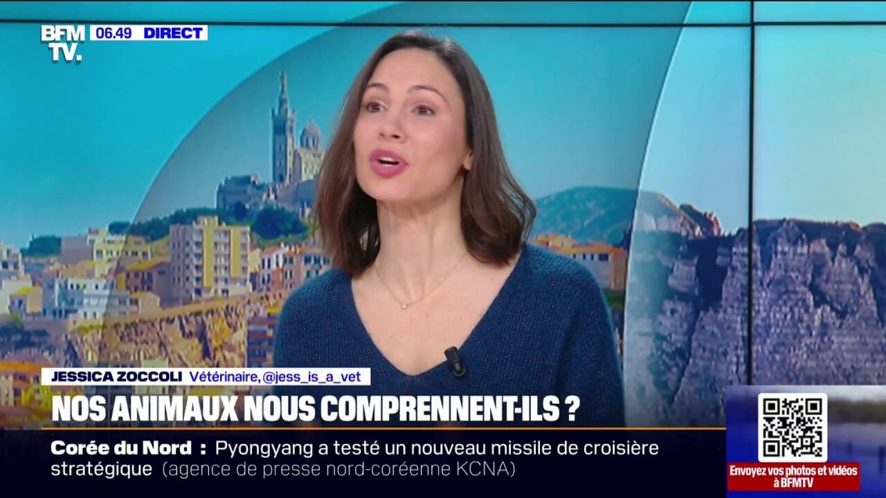 Animaux: nos fidèles compagnons nous comprennent-ils vraiment lorsque ...