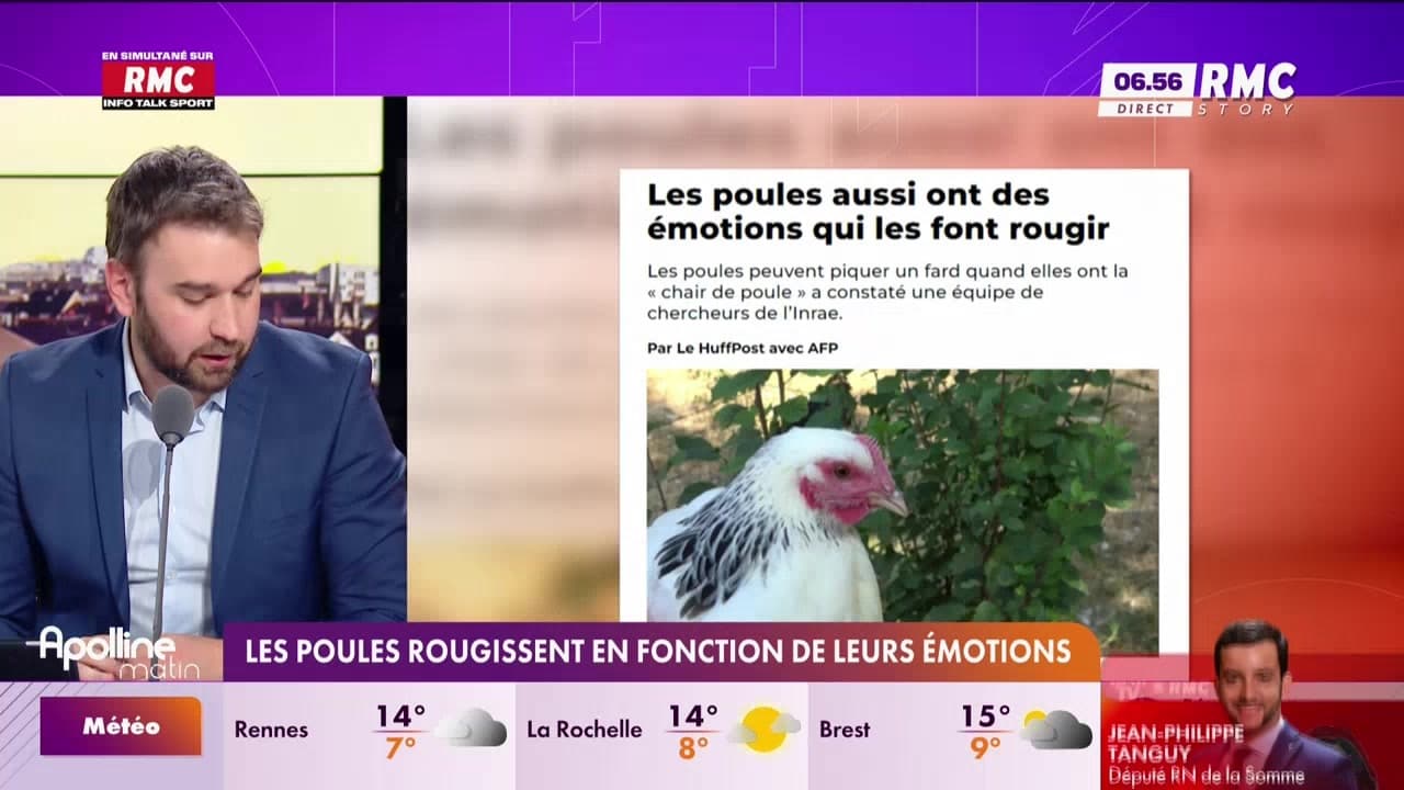 On n'a pas osé vous en parler : Les poules rougissent en fonction de ...