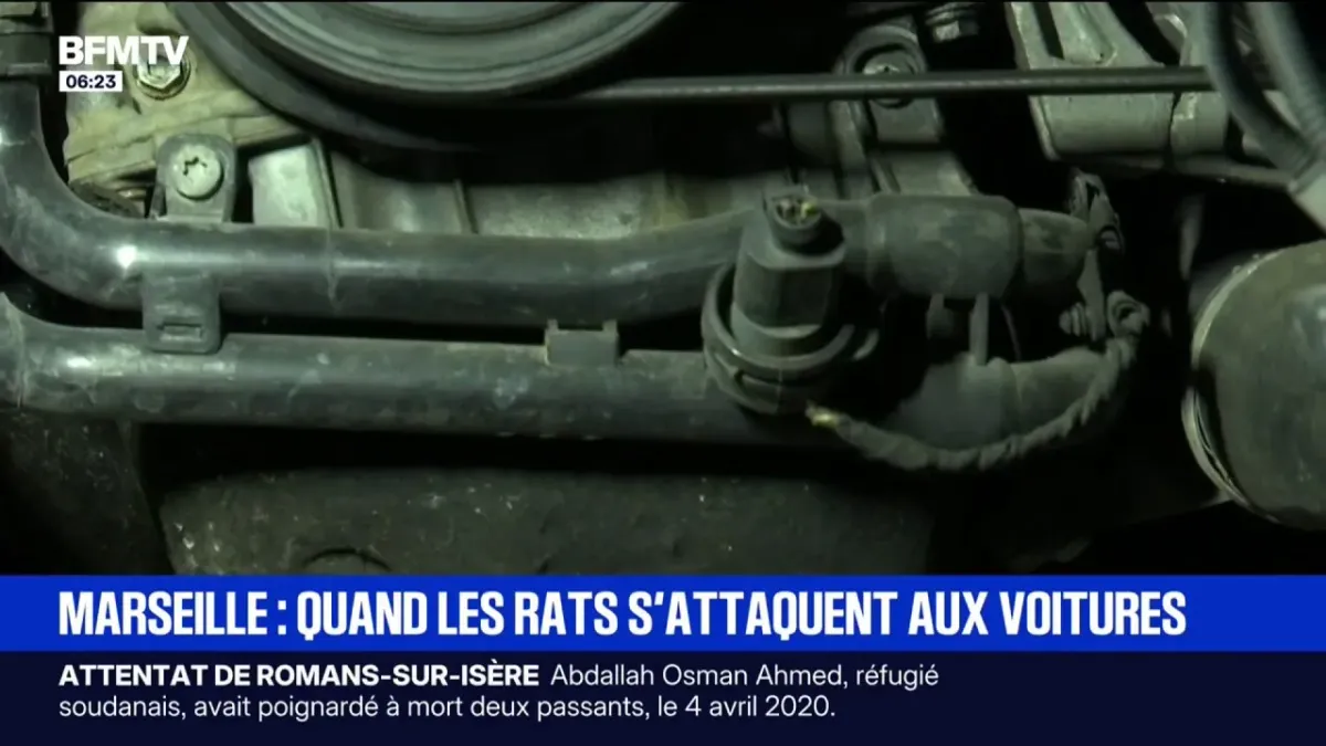 "J'ai les rats qui ont mangé les câbles électriques": à Marseille, les ...