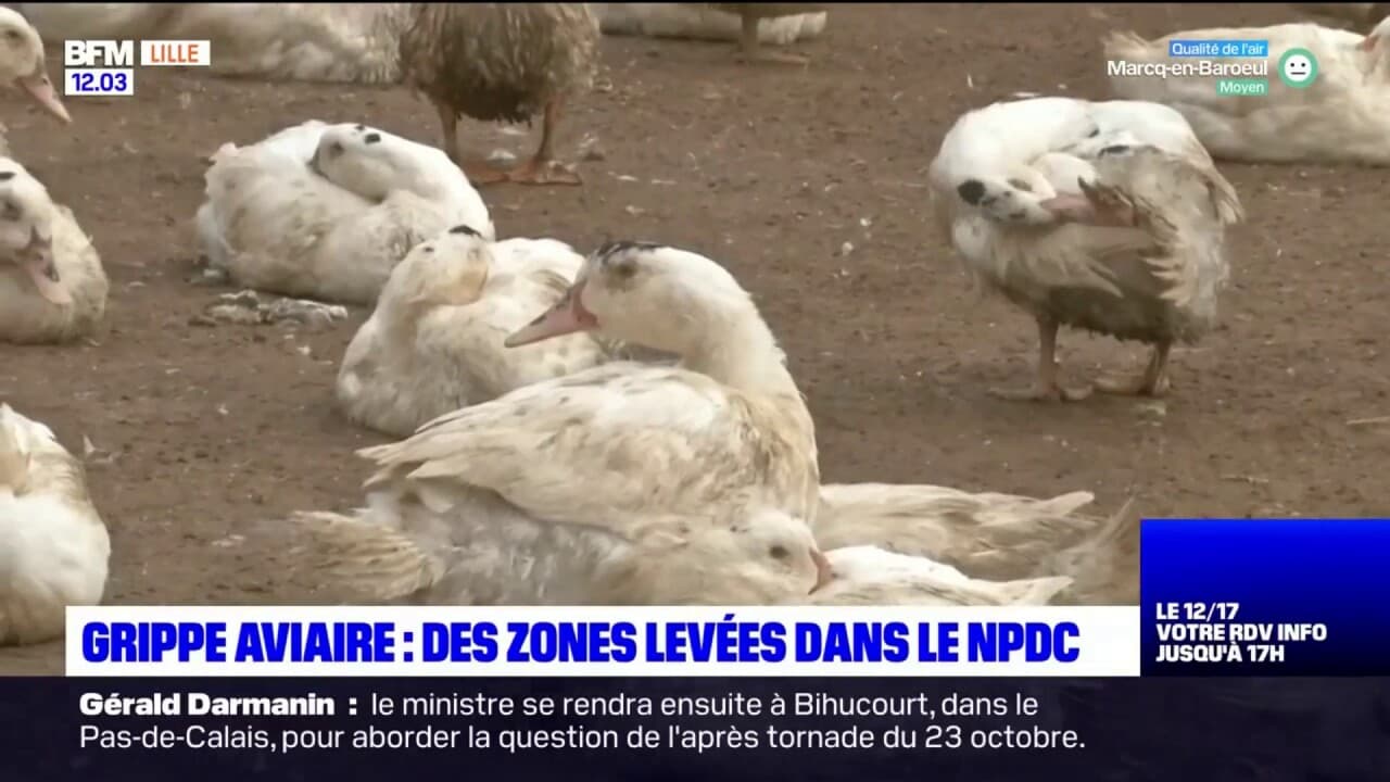 Grippe aviaire dans le Nord-Pas-de-Calais: les zones de contrôle ont ...