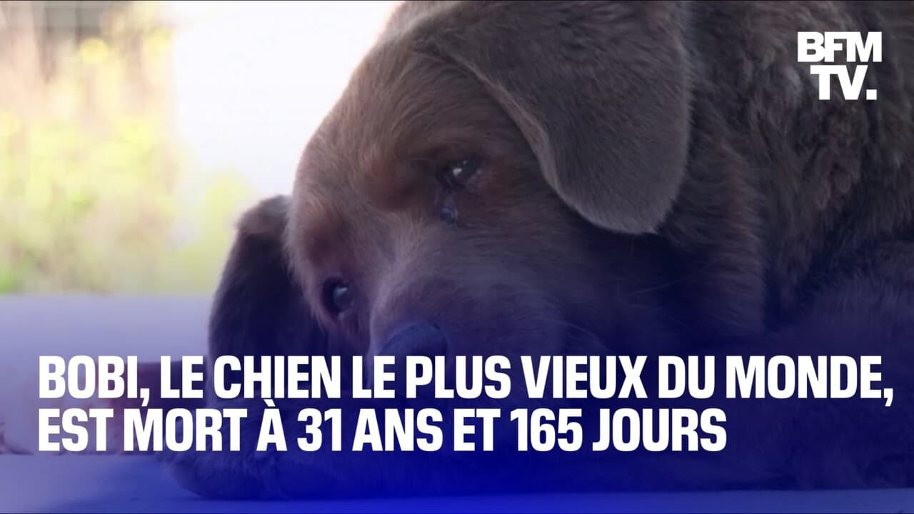 Bobi Le Chien Le Plus Vieux Du Monde Est Mort à 31 Ans Et 165 Jours