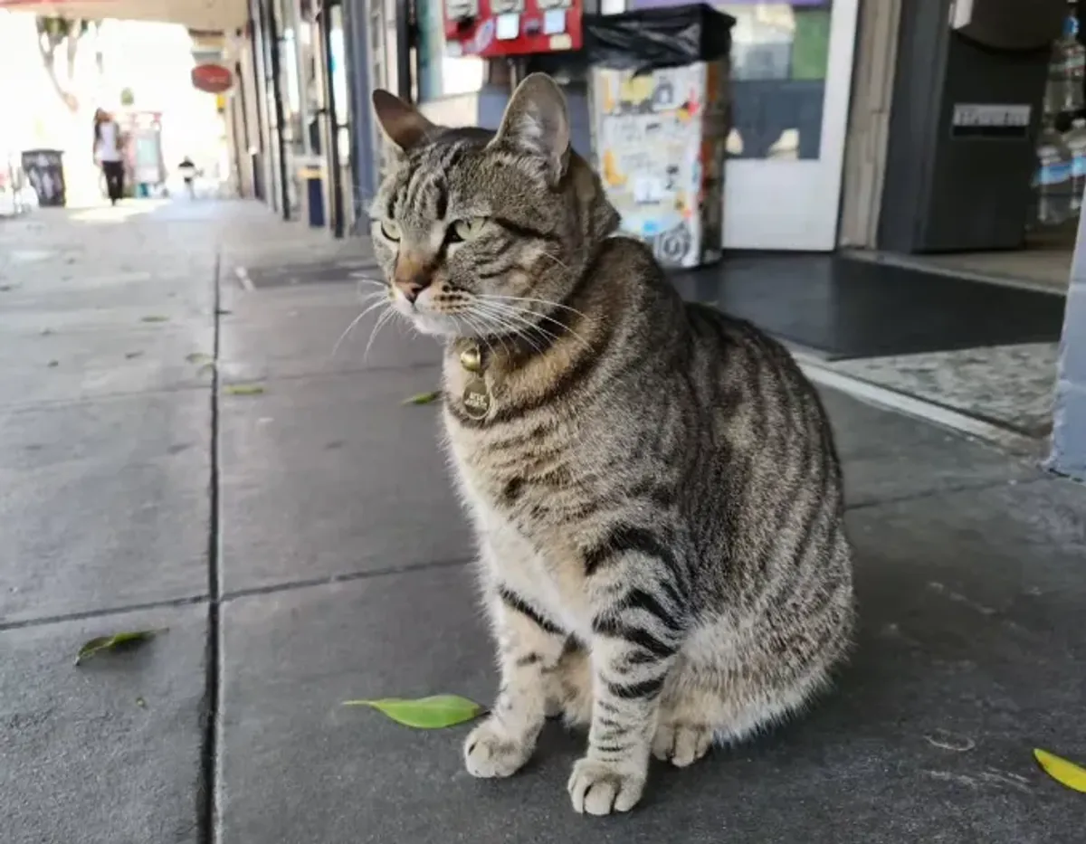 À San Francisco, la mort d'un chat écrasé par une voiture autonome ...