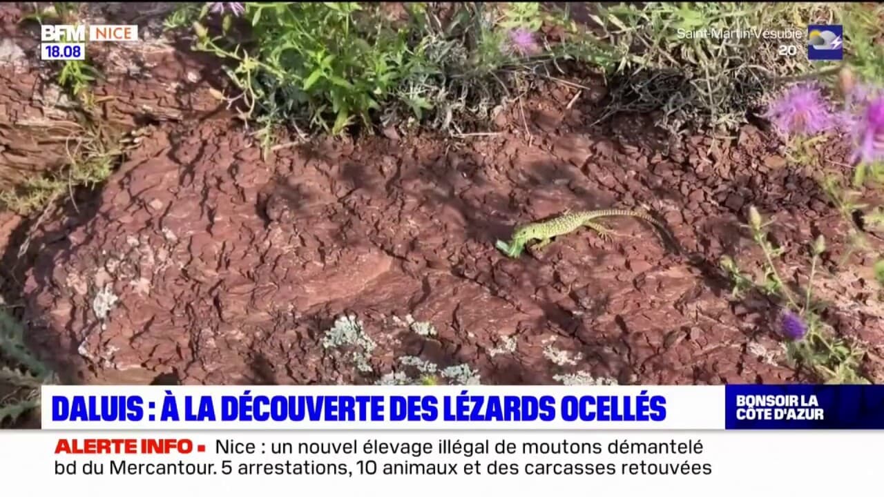 Gorges de Daluis: à la découverte des lézards ocellés