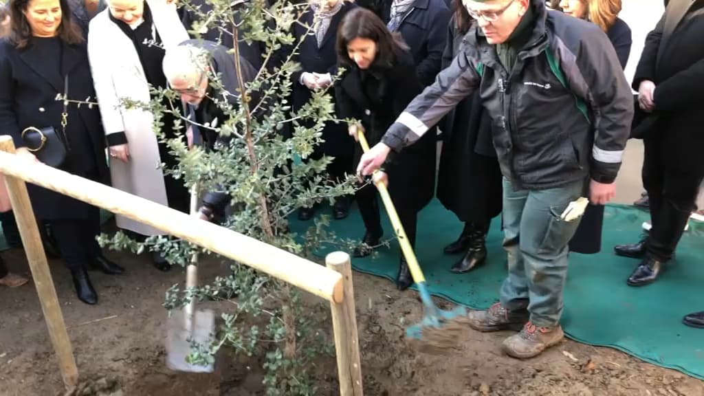Paris: un arbre planté en mémoire d'Ilan Halimi