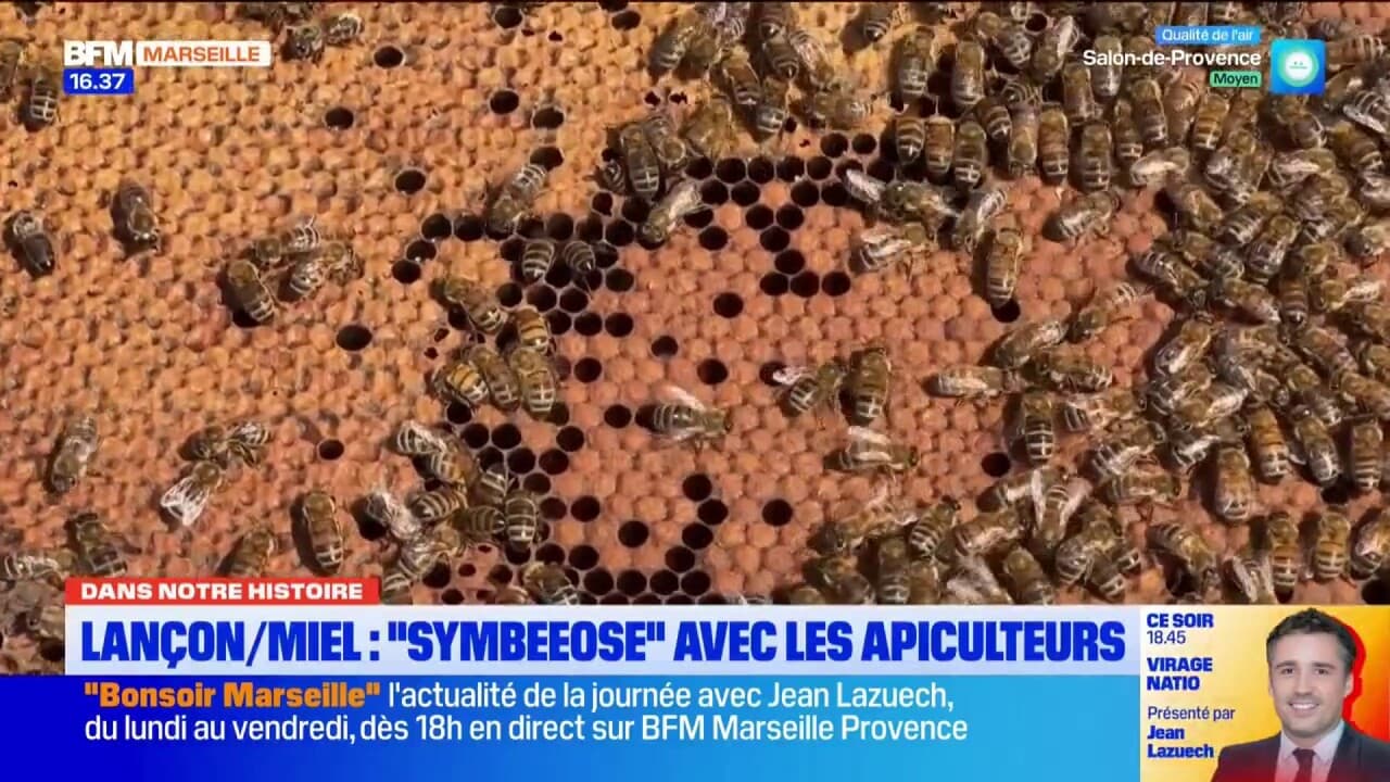 Dans Notre Histoire : les étapes de production du miel de Provence