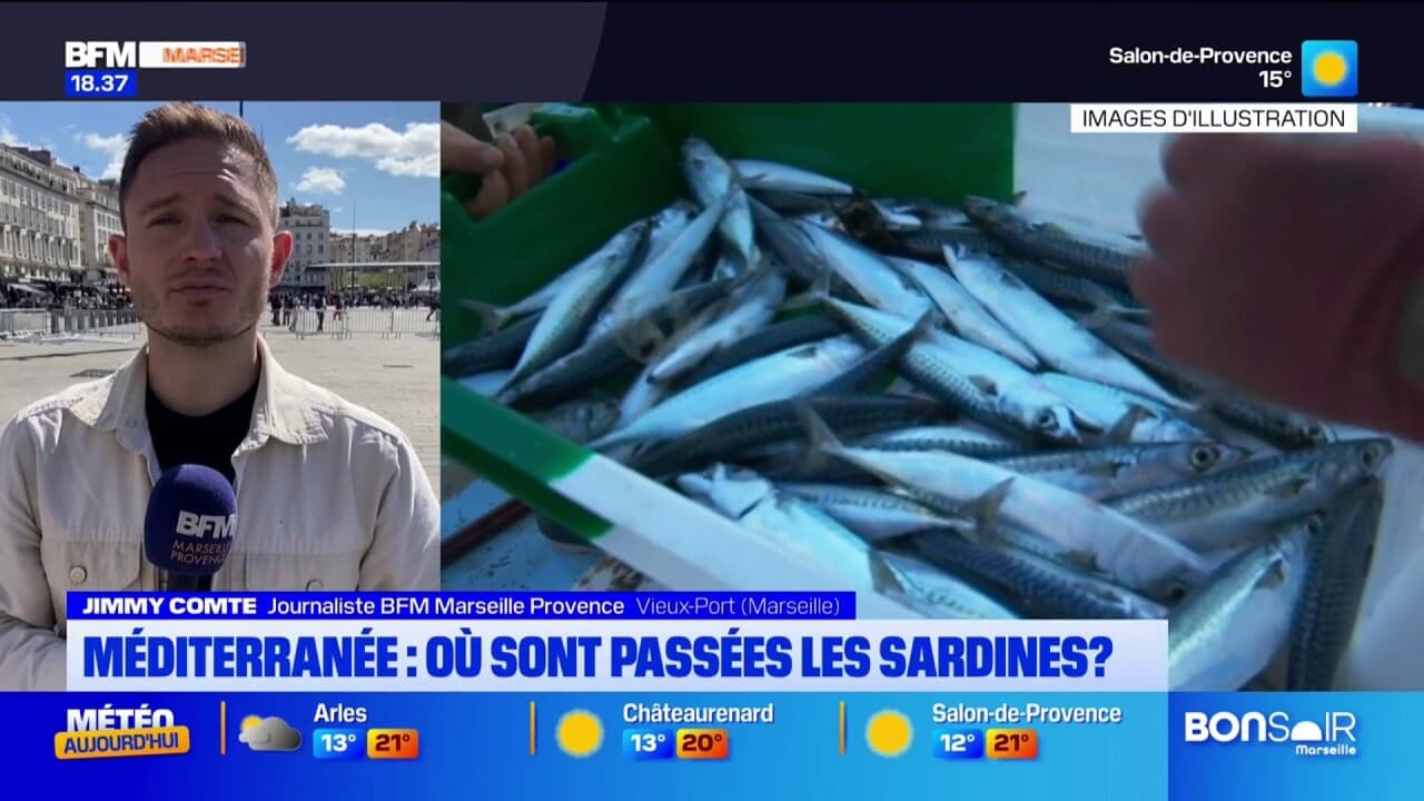 Méditerranée : où sont passées les sardines