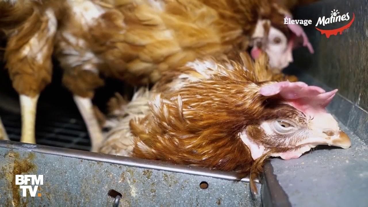 Des poules déplumées, agonisantes ou mortes. L214 révèle une nouvelle ...