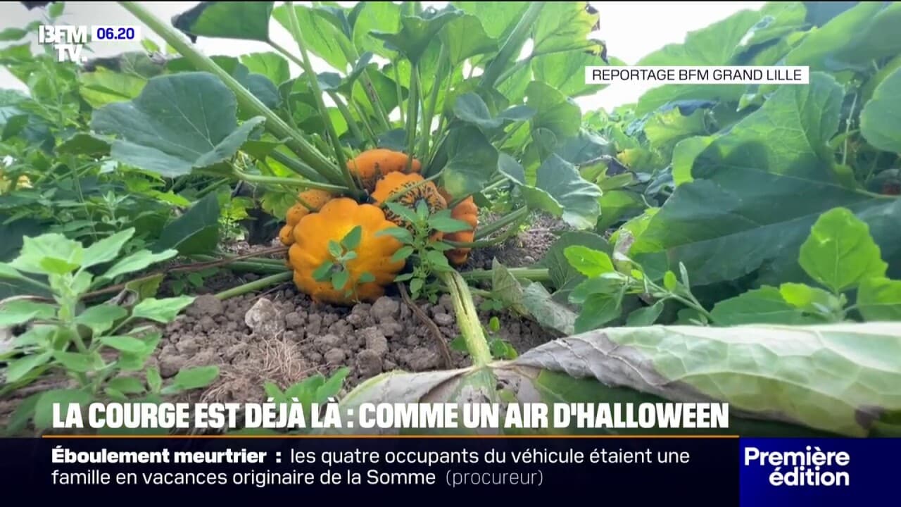 La récolte des courges avancée d'un mois cette année dans les Hauts-de ...