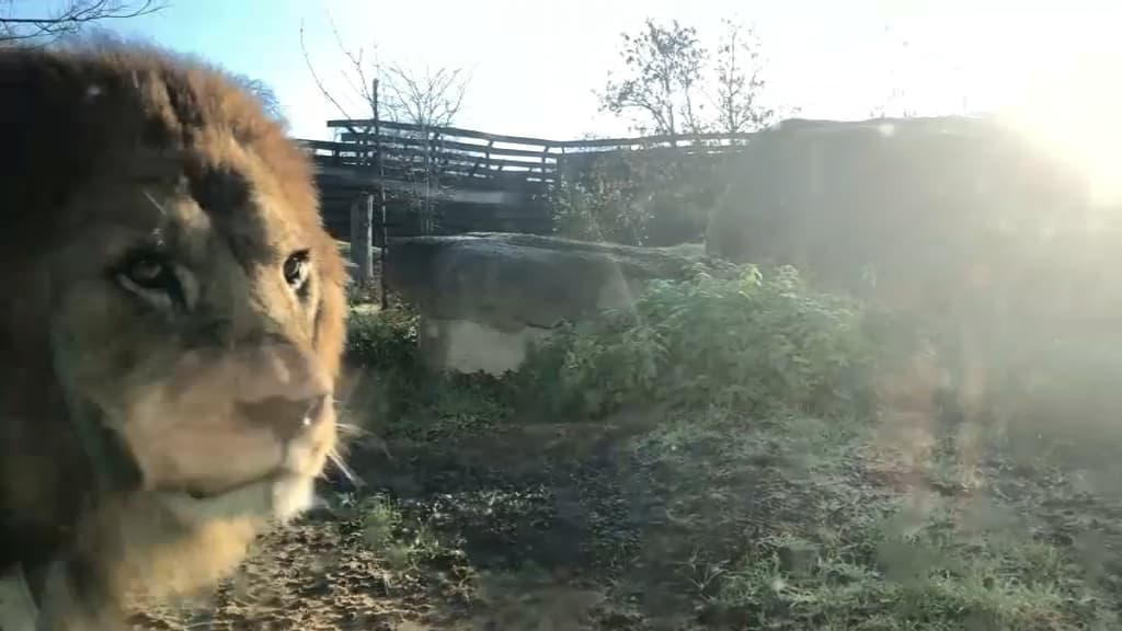 "Volcan", un lion de l'Atlas nouveau venu au Parc zoologique de Paris