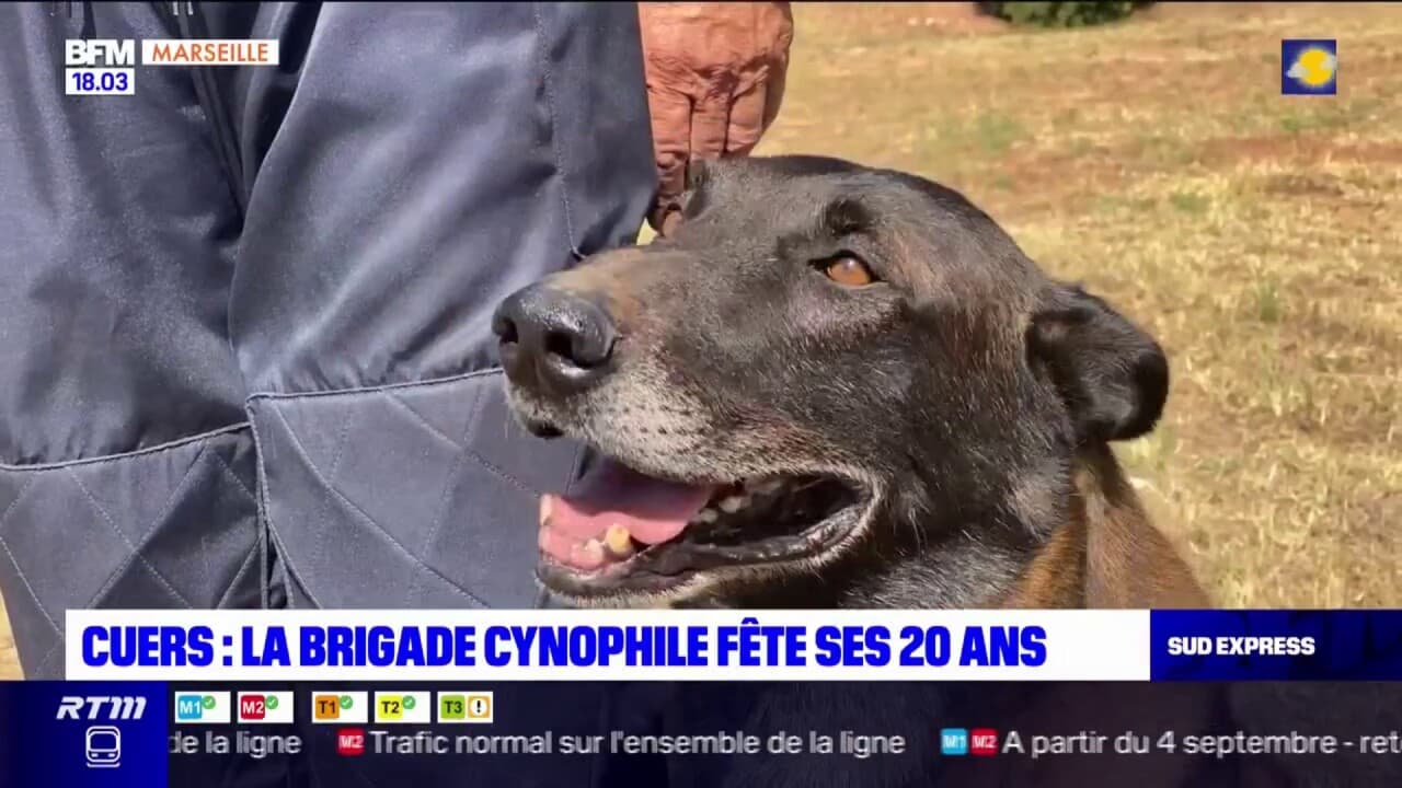 Cuers: la brigade cynophile fête ses 20 ans