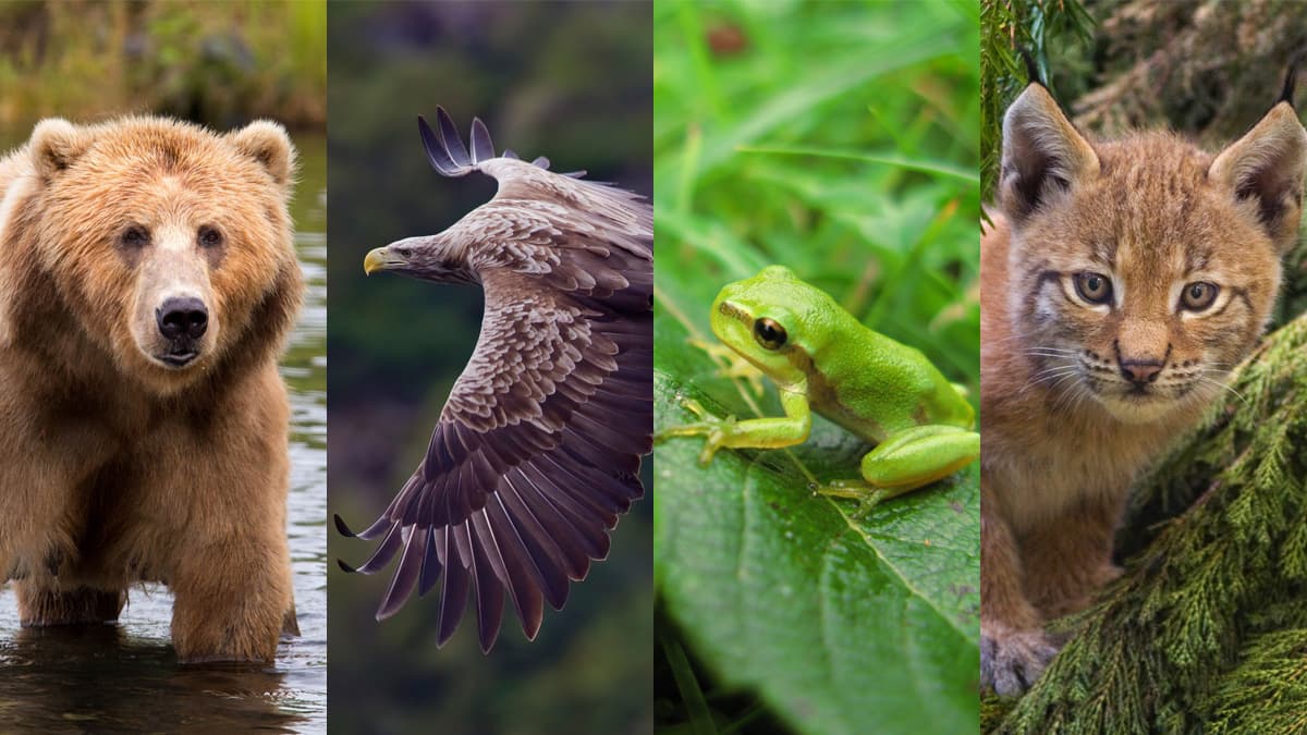 INFOGRAPHIE - Les animaux menacés de disparition en France