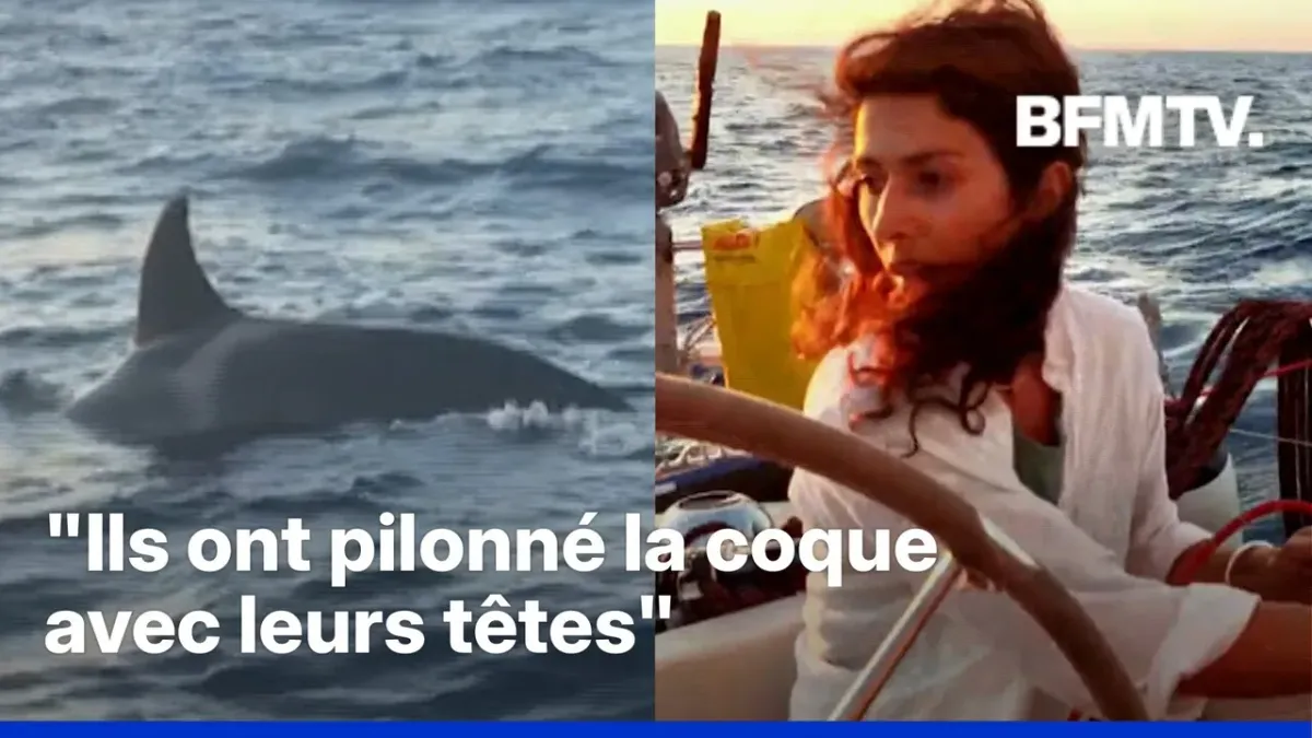 "Ils ont pilonné la coque avec leurs têtes": des orques attaquent un ...
