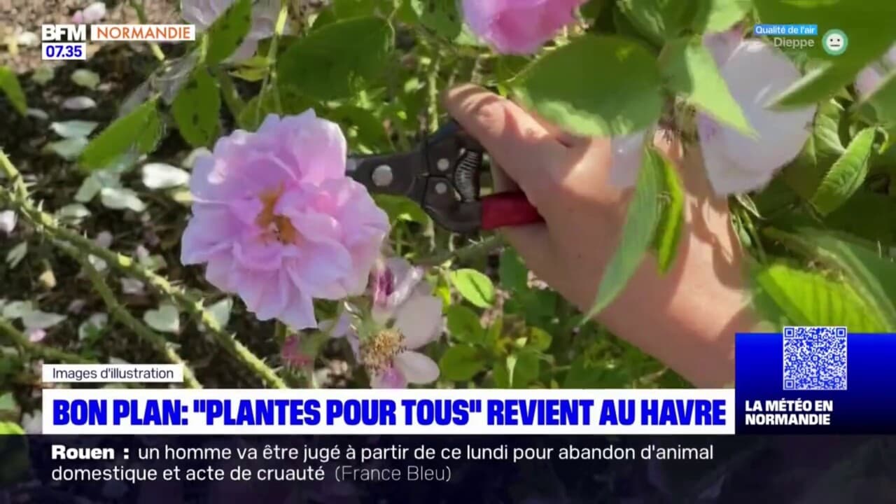 Le Havre: l'opération Le Havre: l'opération