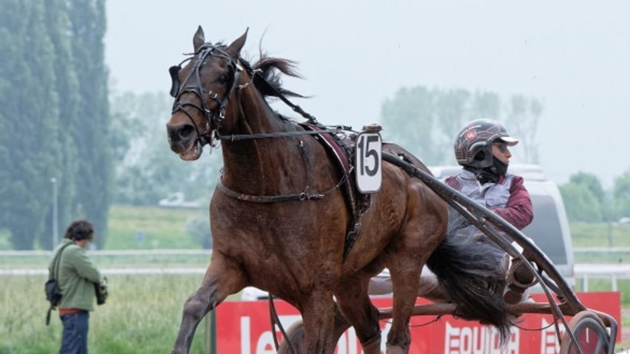 Elitloppet : Hohneck décroche le plus beau titre de sa carrière