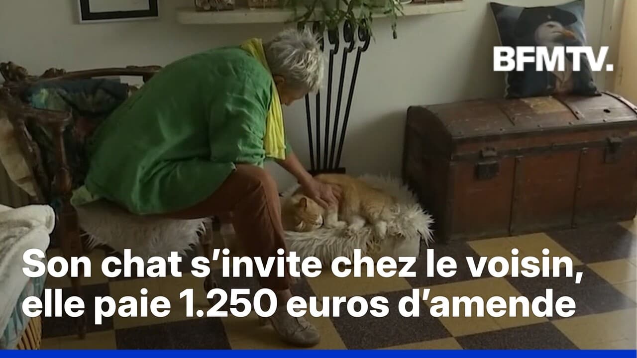 Le chat de Dominique s’invite chez le voisin, elle écope de 1.250 euros ...