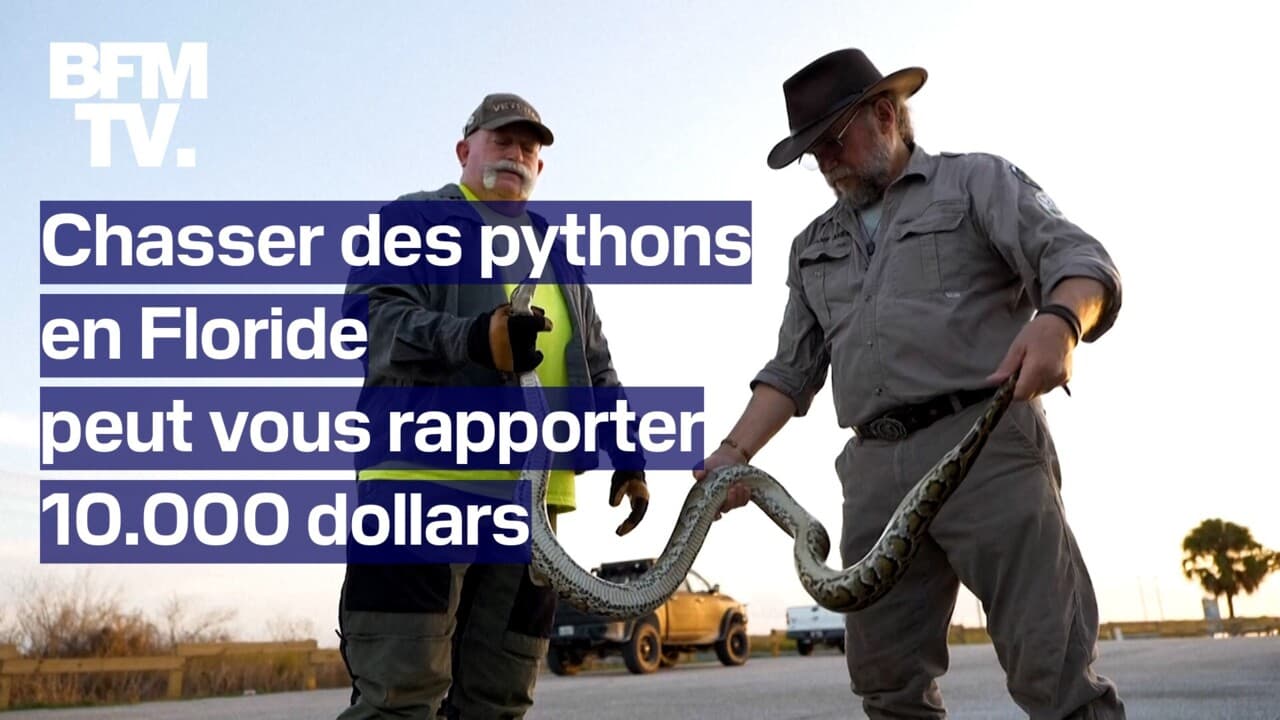 États-Unis: chasser des pythons en Floride peut vous rapporter 10.000 ...