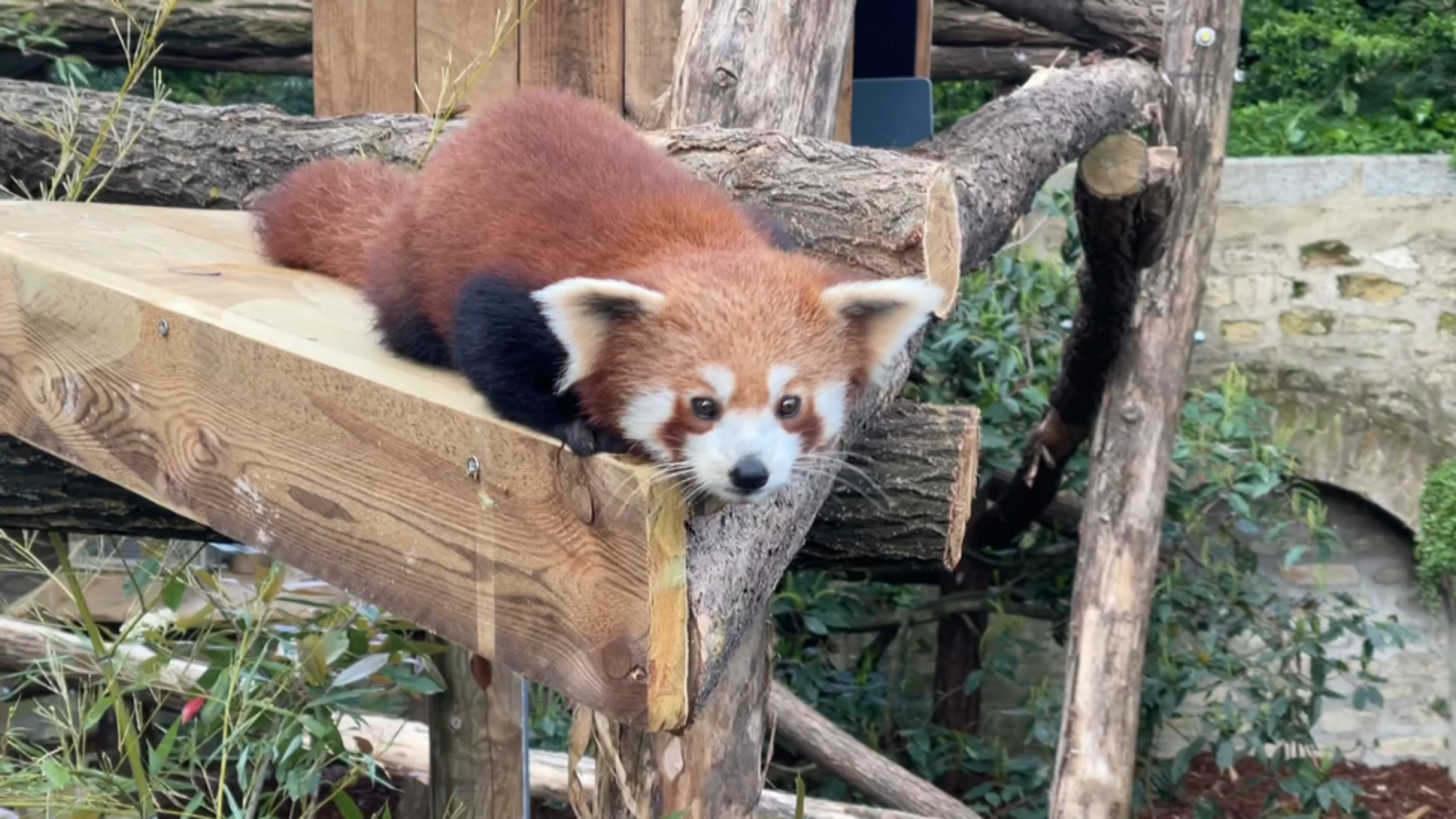 "Un petit jeune bien dans ses pattes": un panda roux est arrivé au zoo ...