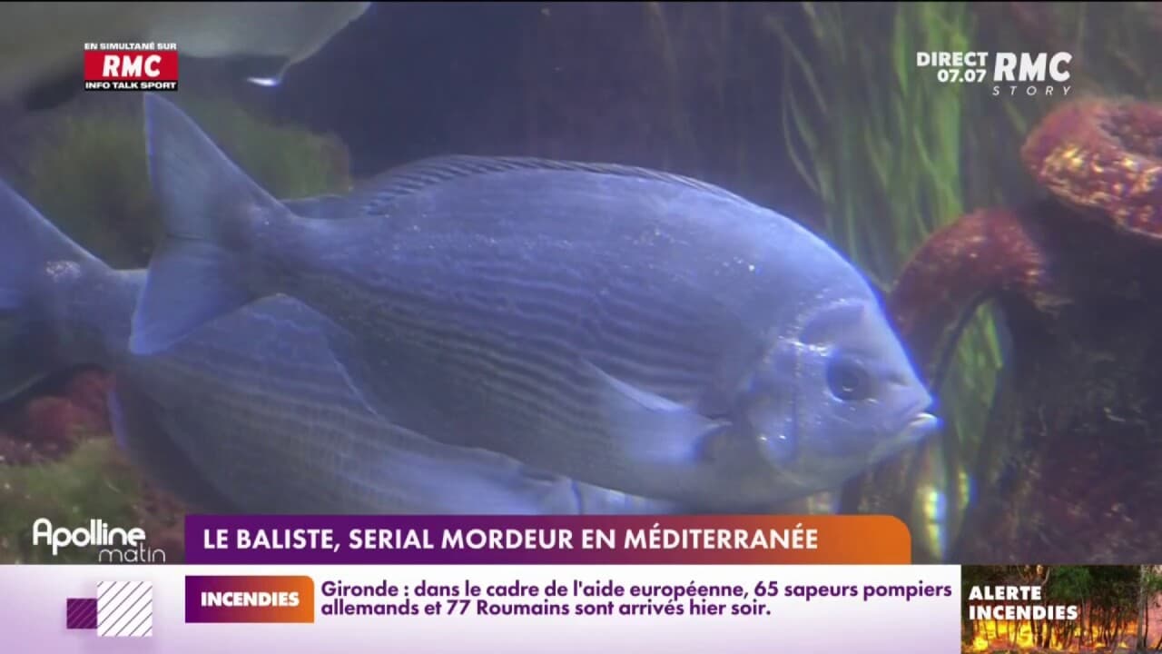 Le baliste, serial mordeur en Méditérranée