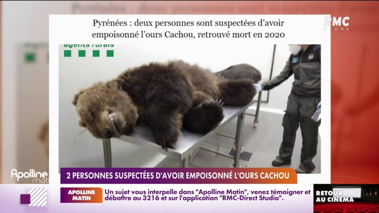 L'enquête sur la mort de l'ours Cachou vient d'être résolue