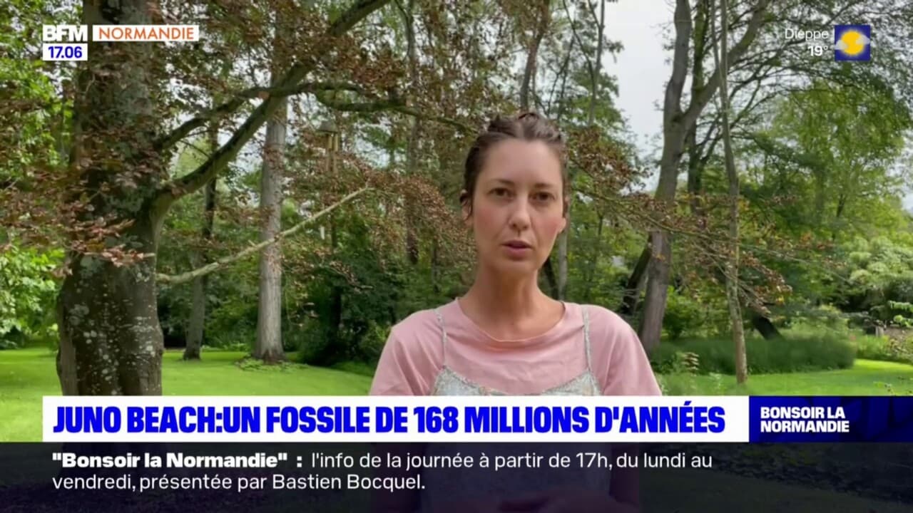 Juno Beach: un fossile de 168 millions d'années découvert sur la plage ...