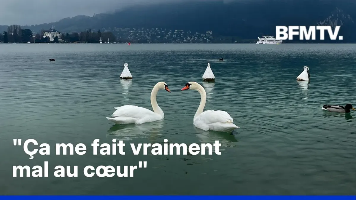 ROBIN DE BFM - Les cygnes du lac d’Annecy vont-ils définitivement ...