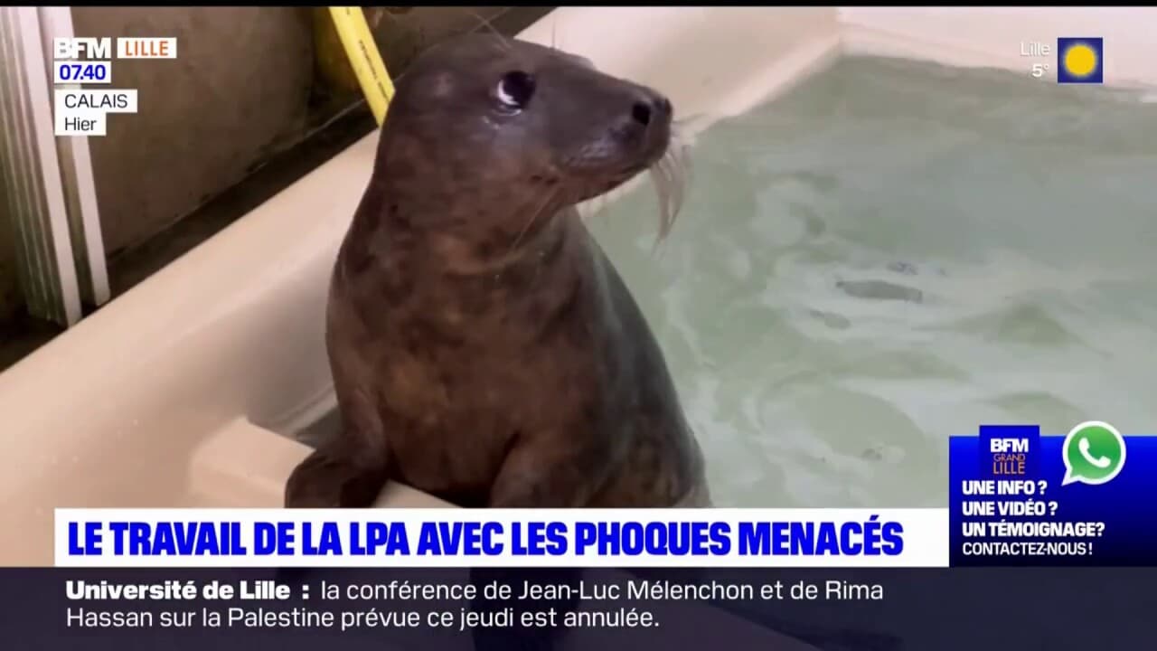 Le travail de la Ligue Protectrice des Animaux (LPA) avec les phoques ...