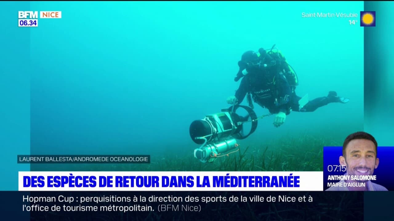 Alpes-Maritimes: des espèces de la faune marine de retour dans la mer ...