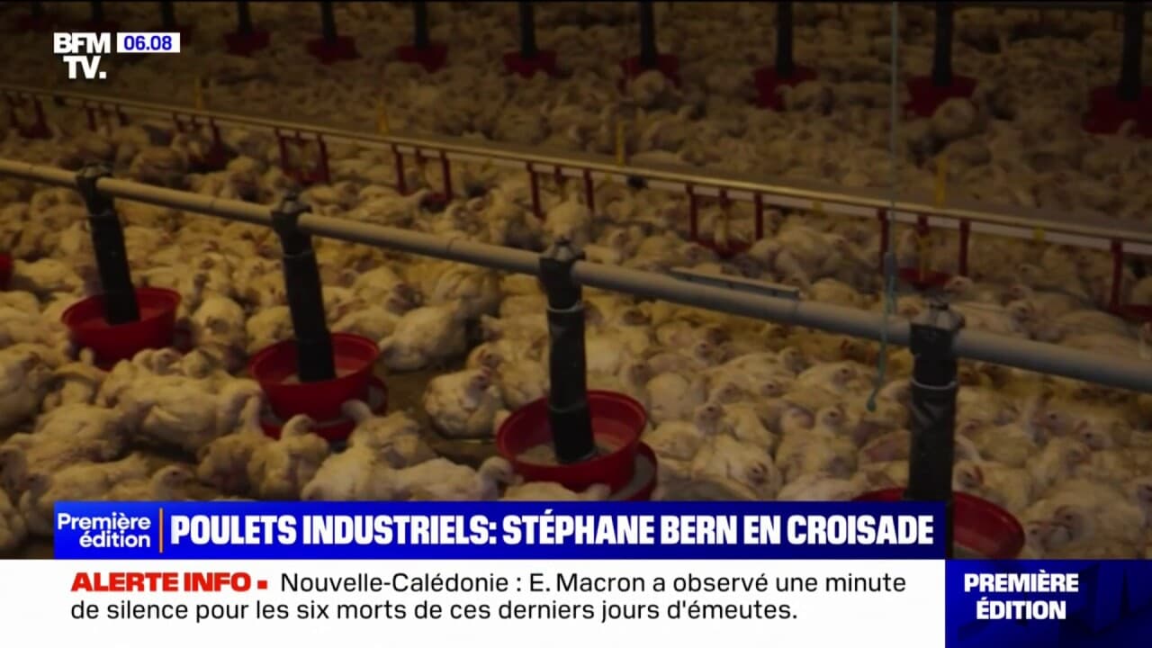 L214 et Stéphane Bern dénoncent un élevage intensif de 30.000 poulets ...