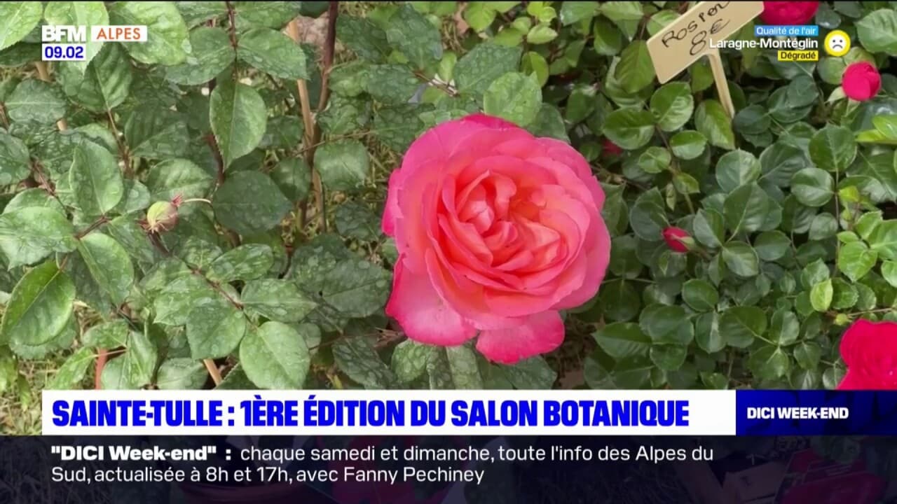Alpes-de-Haute-Provence: la première édition du salon botanique de ...