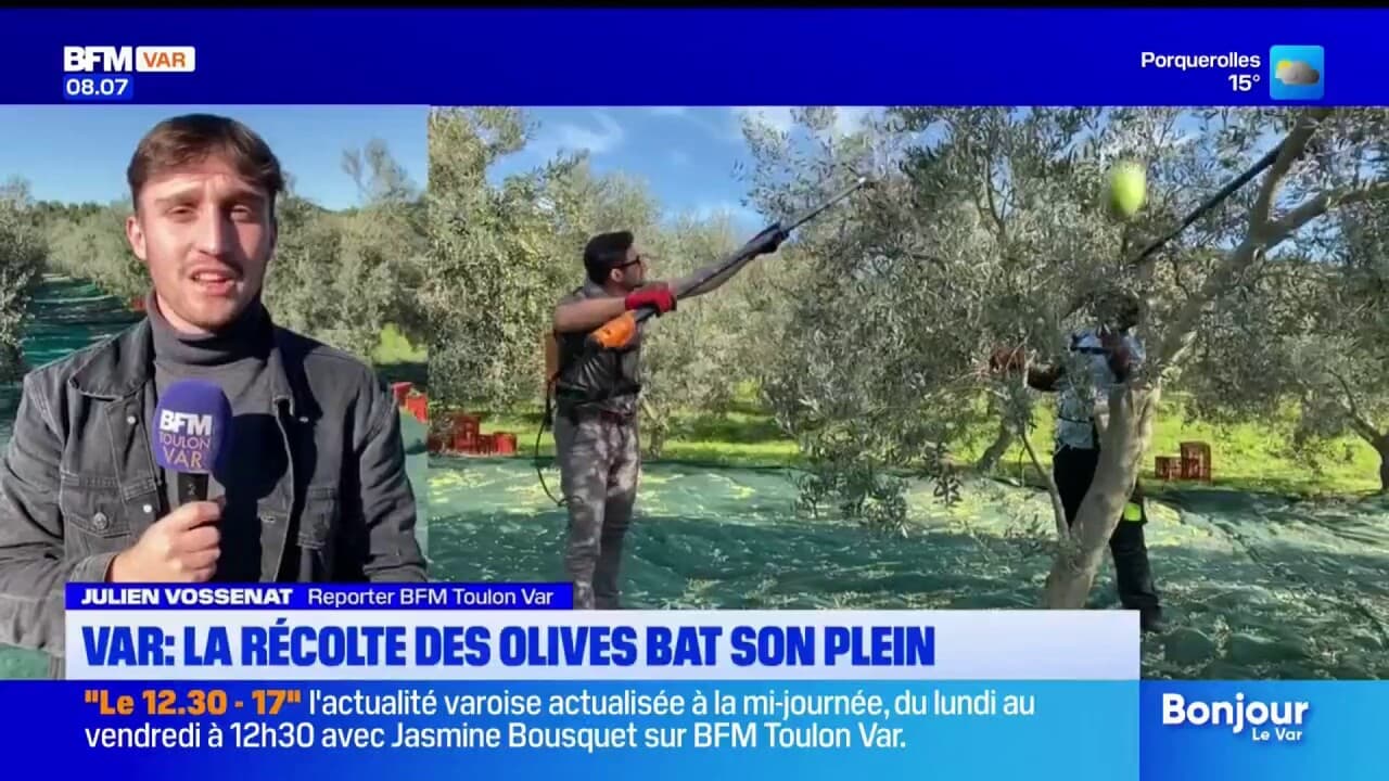 Var: la récolte des olives bat son plein dans les exploitations
