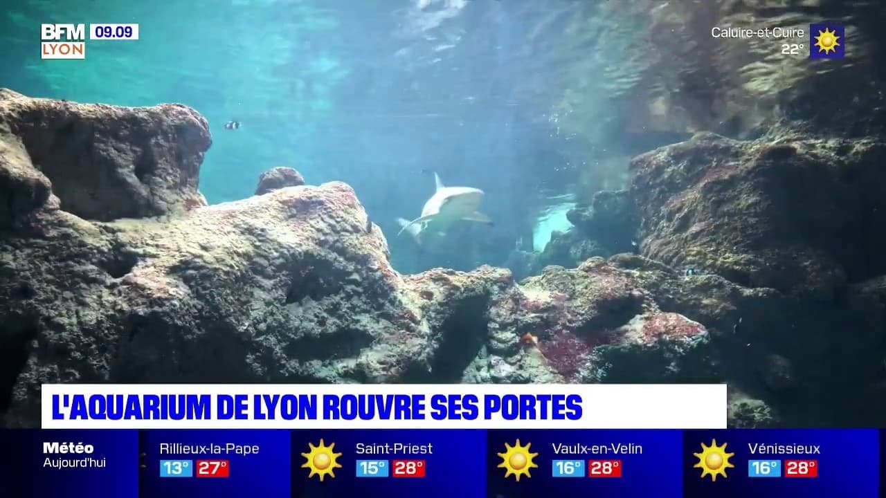 L'aquarium de Lyon rouvre ses portes ce samedi