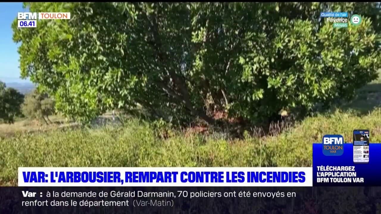 Var: l'arbousier, un véritable rempart contre les incendies