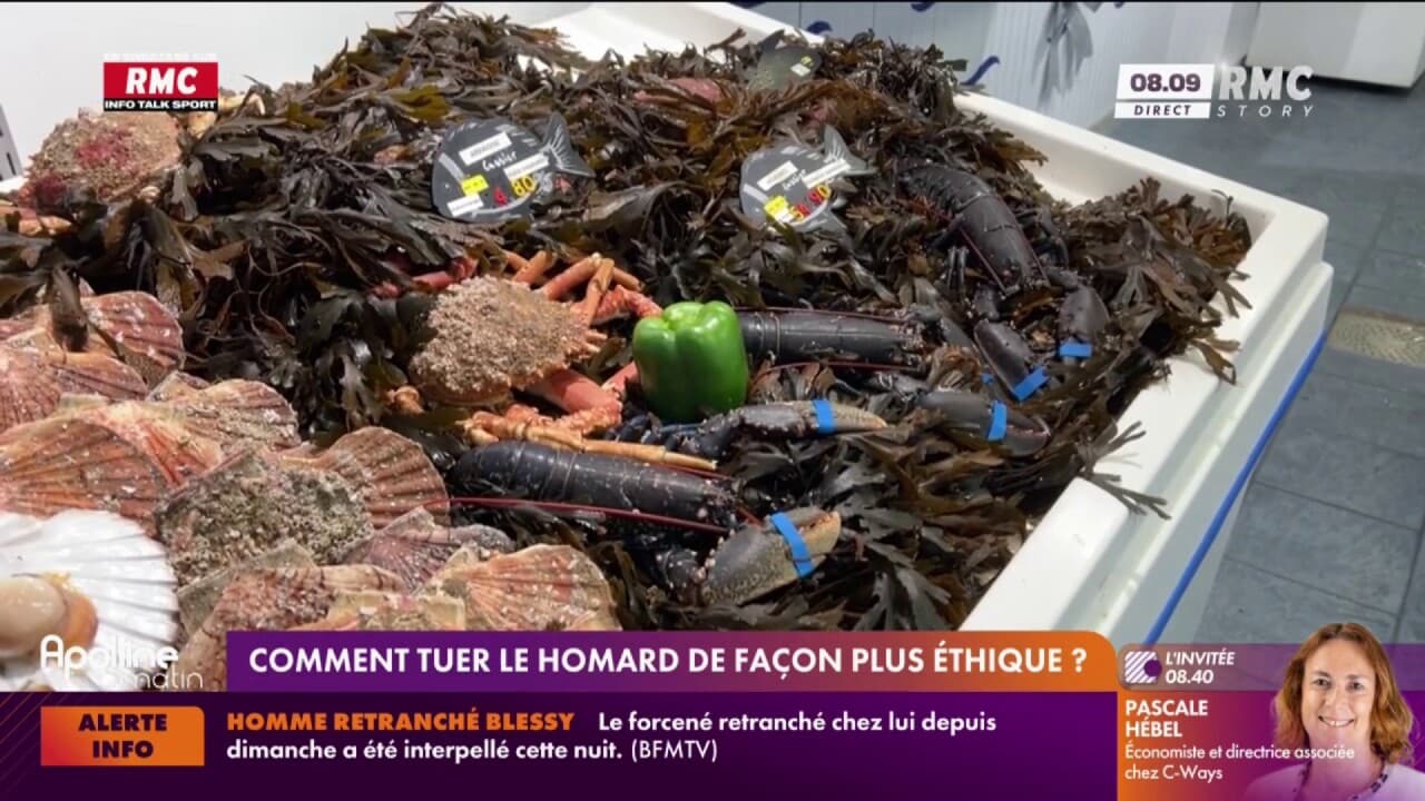 Comment tuer le homard de façon plus éthique