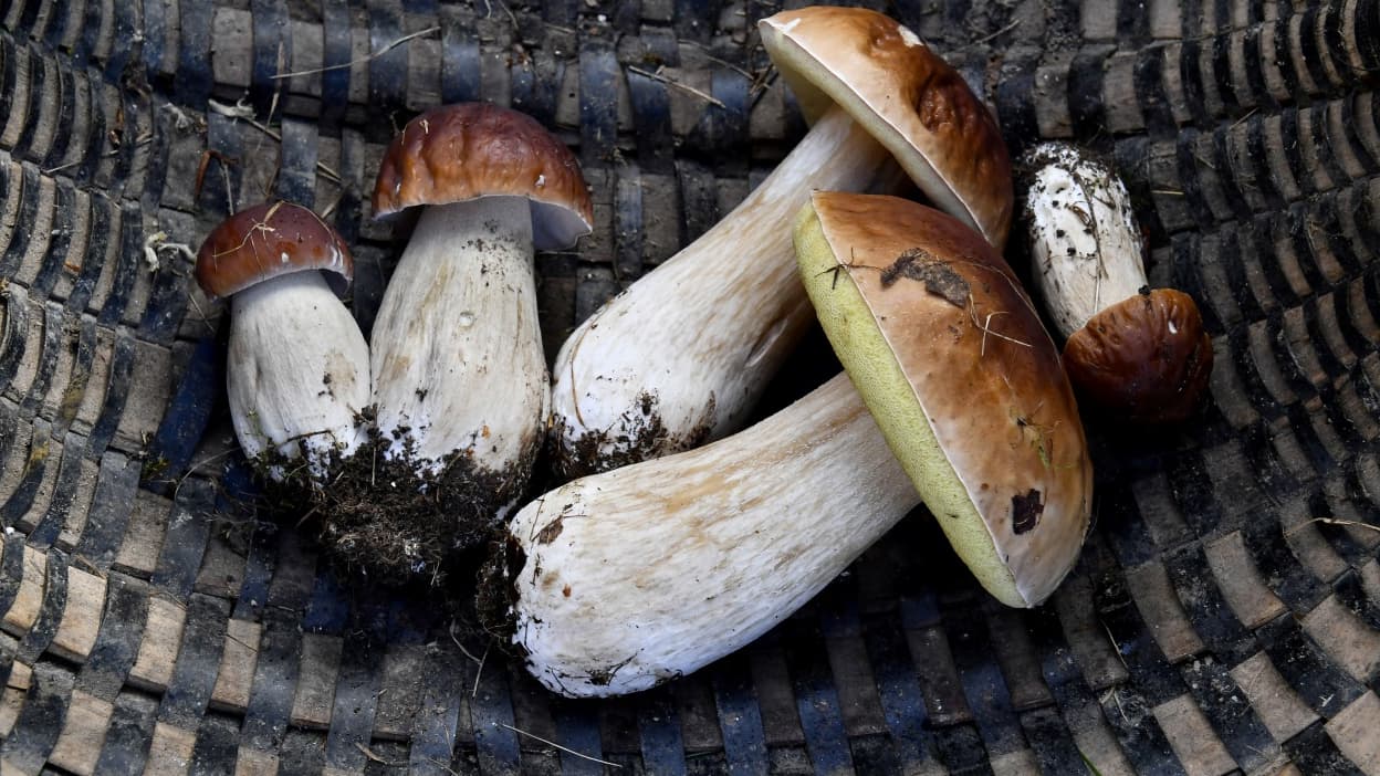 Faut-il faire confiance aux applications de reconnaissance des champignons?