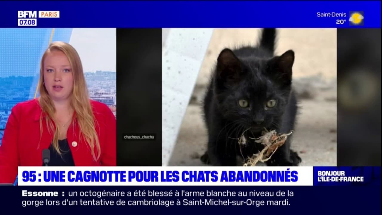 Val-d'Oise: une cagnotte pour les chats abandonnés Val-d'Oise: une cagnotte pour les chats abandonnés
