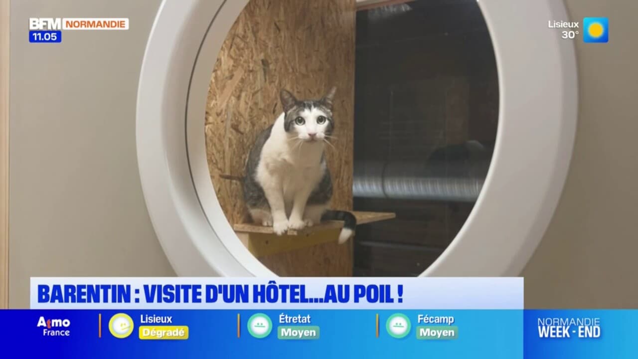 Seine-Maritime: un hôtel pour chats afin de partir en vacances l'esprit ...