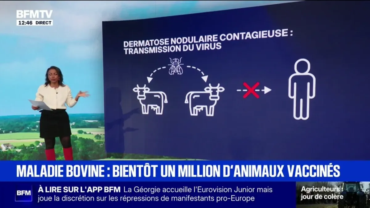 LES ÉCLAIREURS - Dermatose nodulaire: la ministre de l'Agriculture annonce que "près d'un ...