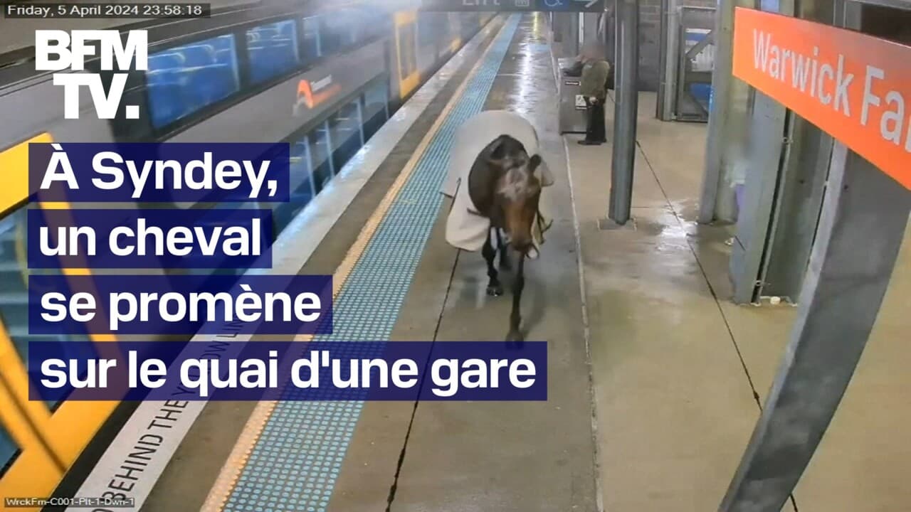 Un cheval se promène sur le quai d'une gare à Sydney et tente de monter ...