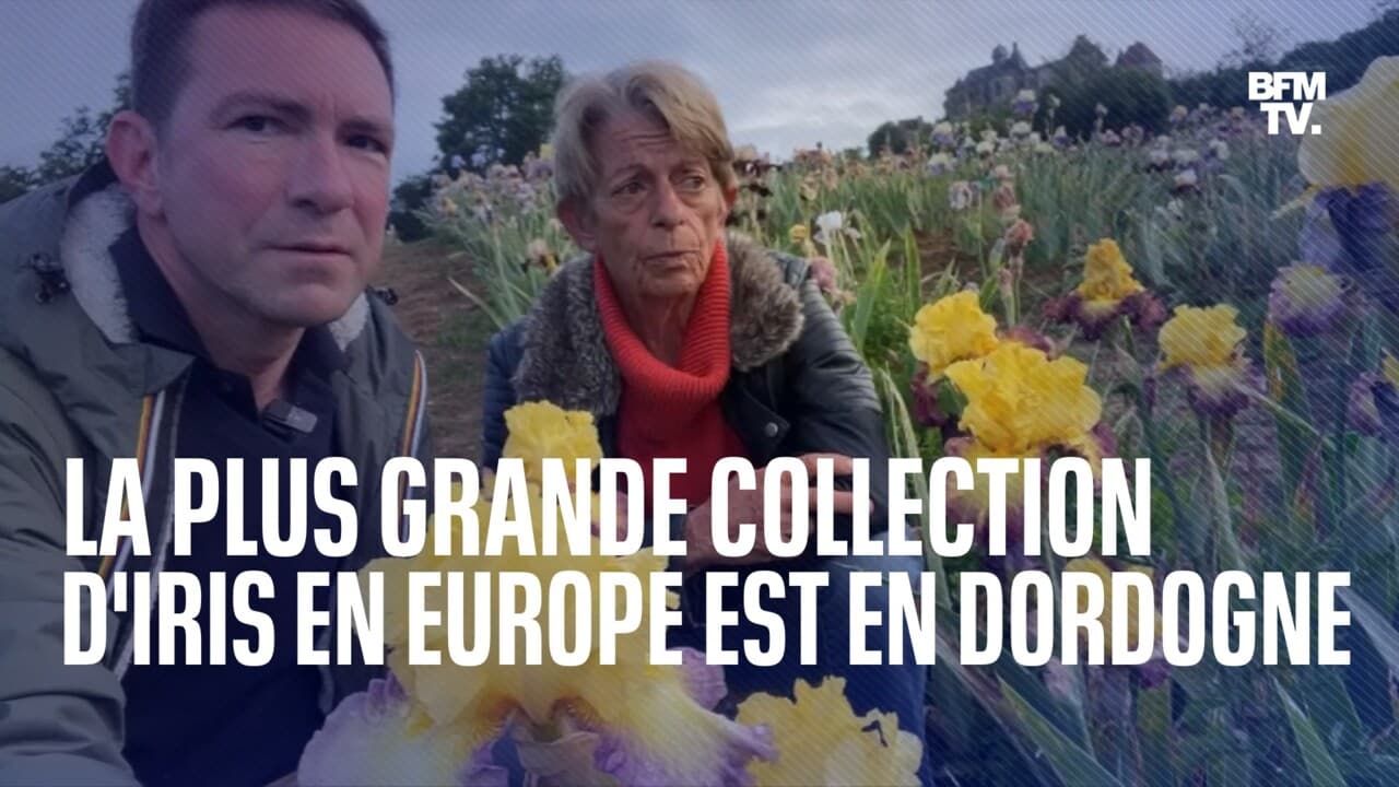 Voici la plus grande collection d'iris d'Europe et elle se trouve en ...