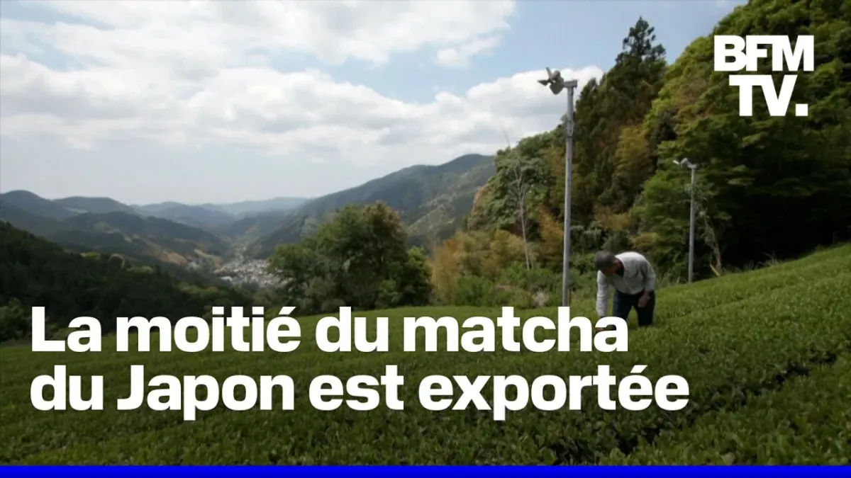 Thé matcha: craintes d'une pénurie mondiale