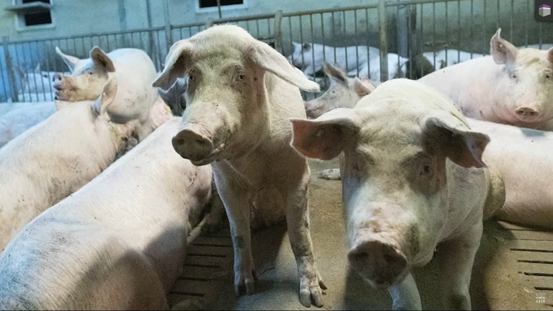 Maltraitance animale: L214 diffuse le témoignage choc d'un ex-employé ... Maltraitance animale: L214 diffuse le témoignage choc d'un ex-employé ...