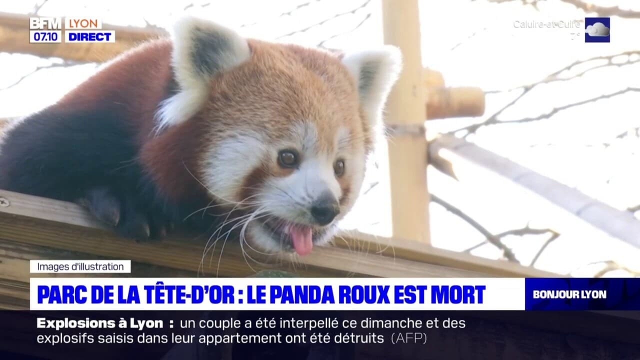 Lyon: le panda roux du parc de la Tête d'Or est mort