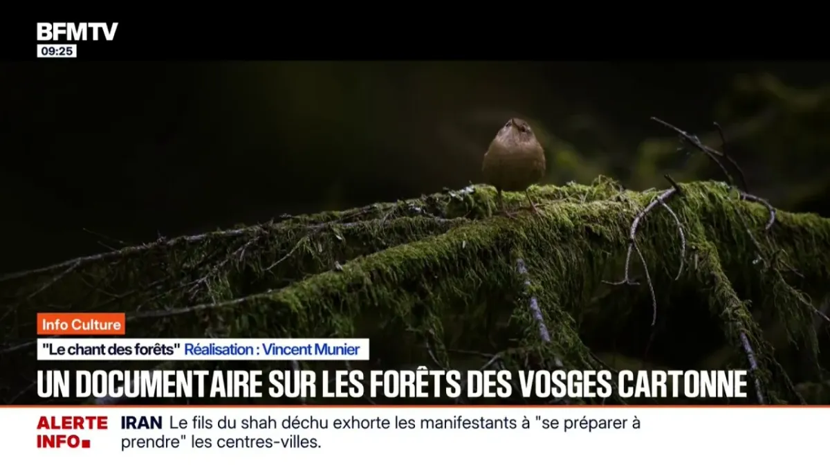 "Le chant des forêts": le succès surprise d'un documentaire sur la ...