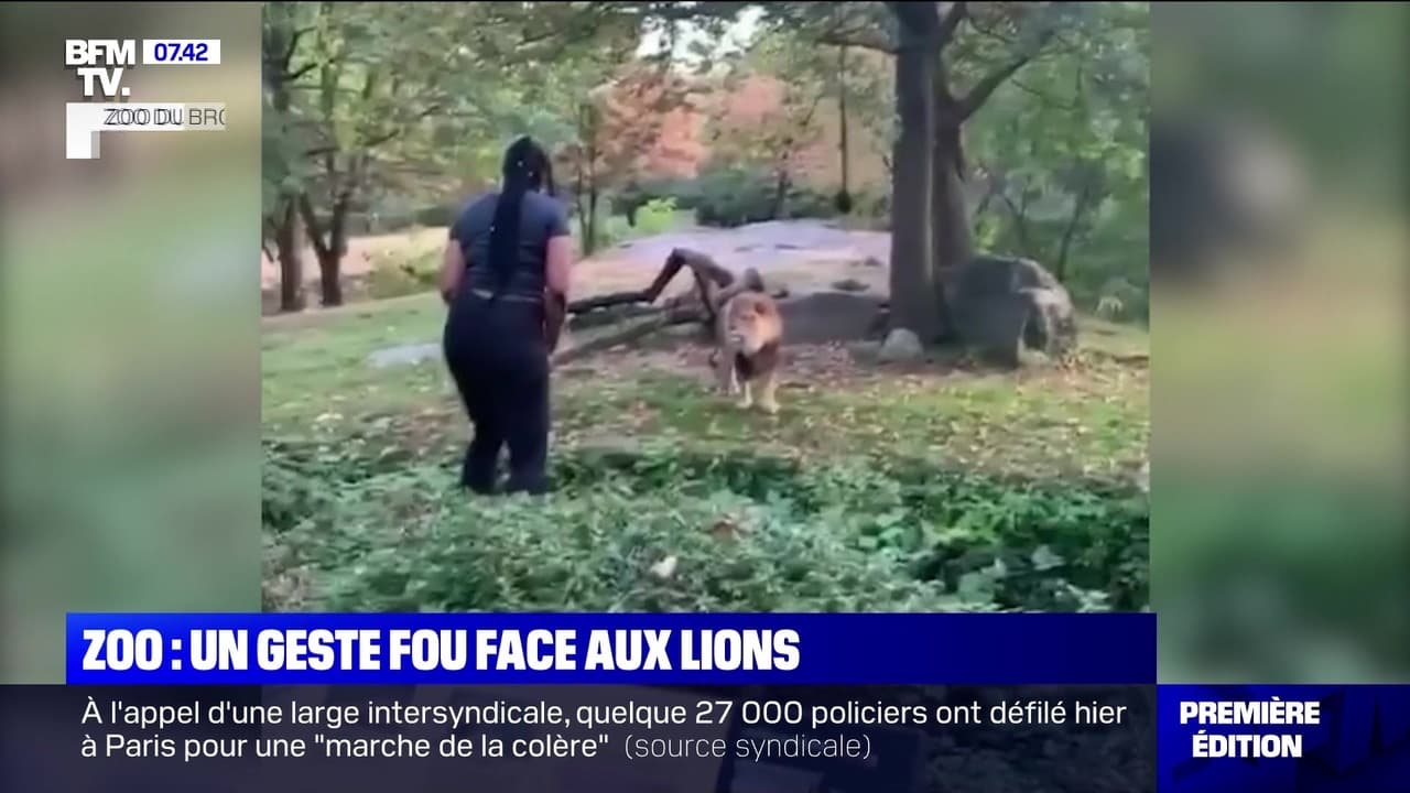 Zoo: un geste fou face au lion - 03/10