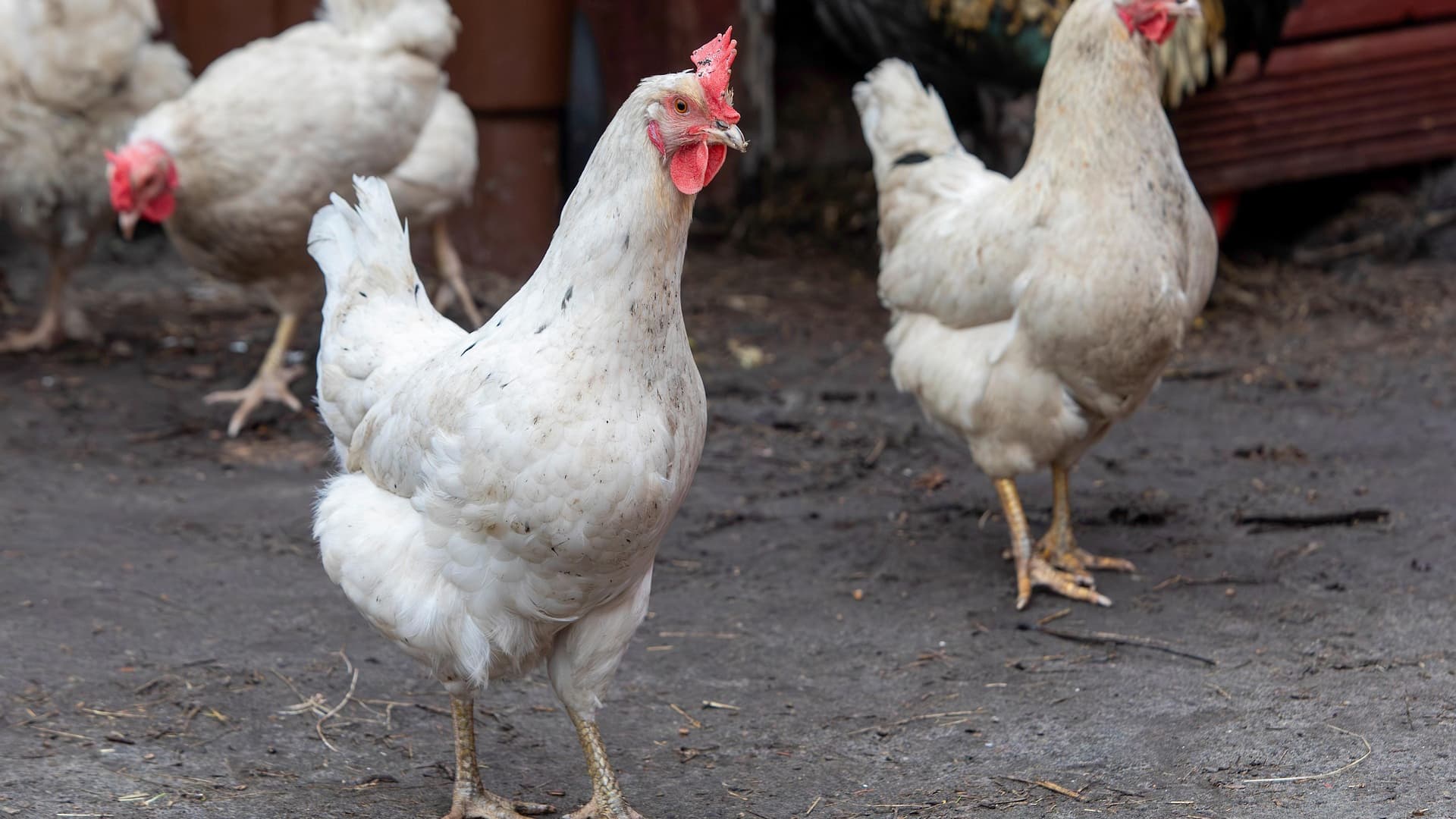 "Le pays s'auto-déclare libéré": débarrassé de la grippe aviaire, le ...